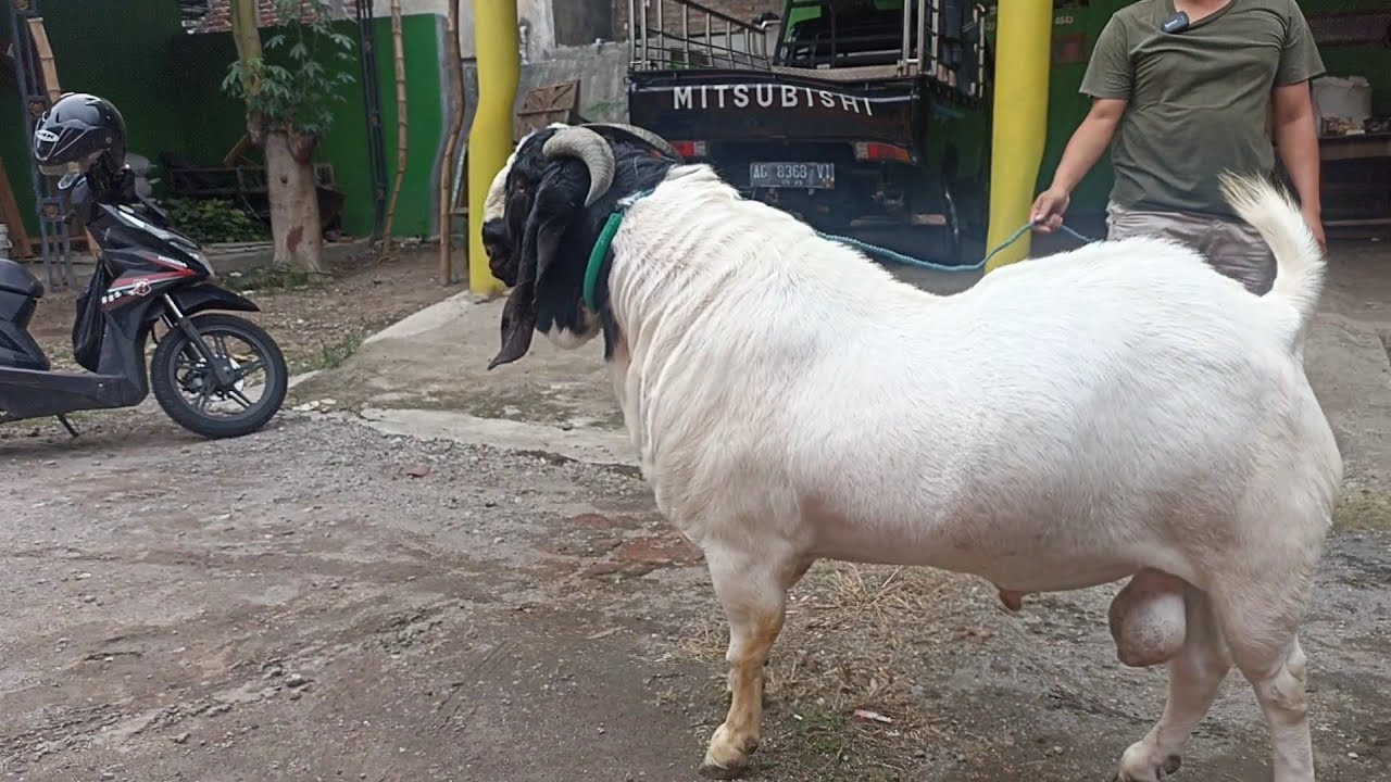 Loading The Biggest Boer Goat and The Biggest Jamunapari Goat ...