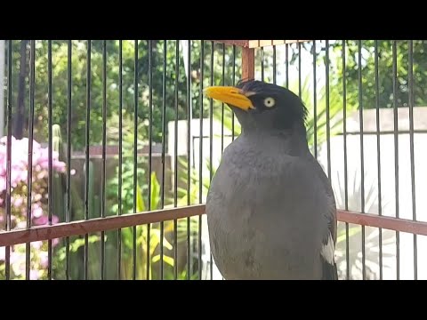 Jalak Kebo Gacor Eps 779