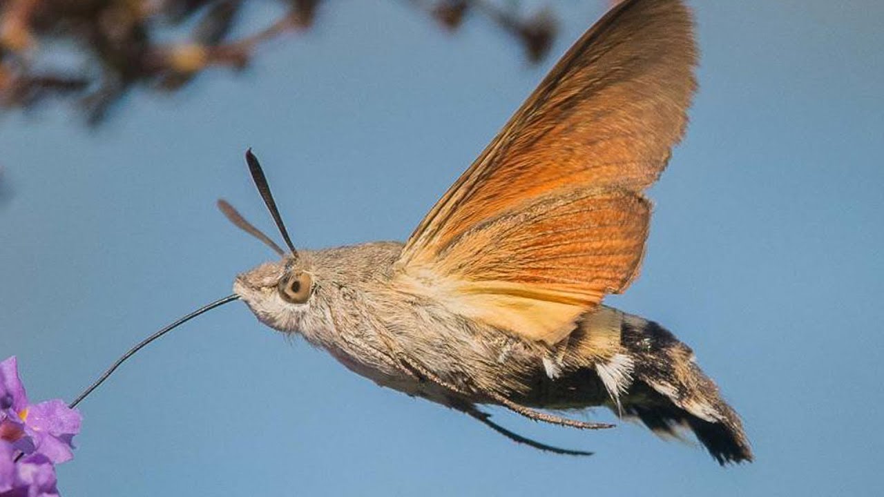 Hummingbird Hawk-Moth - Animal of the Week - YouTube