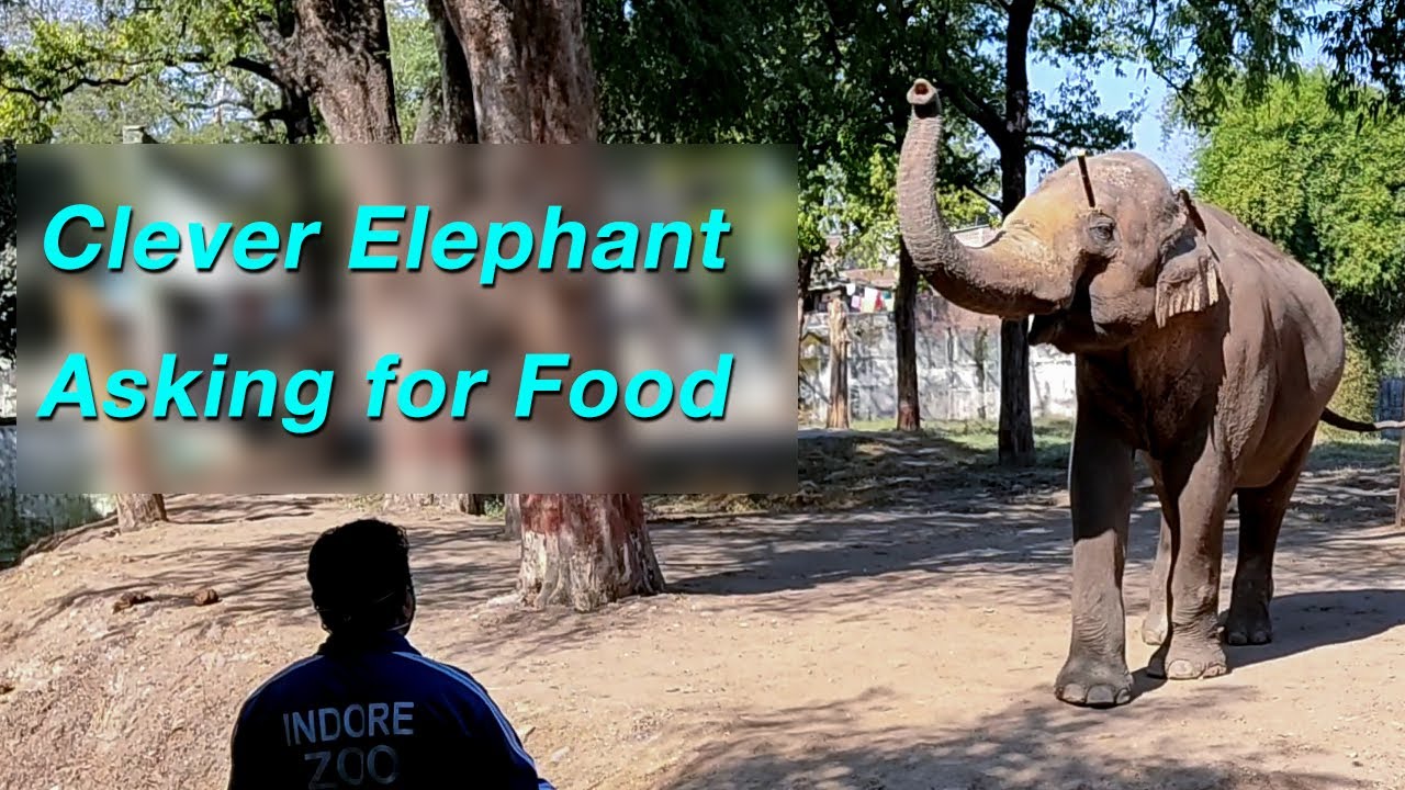 Watch as this Clever Elephant uses sign language to ask for a snack at ...