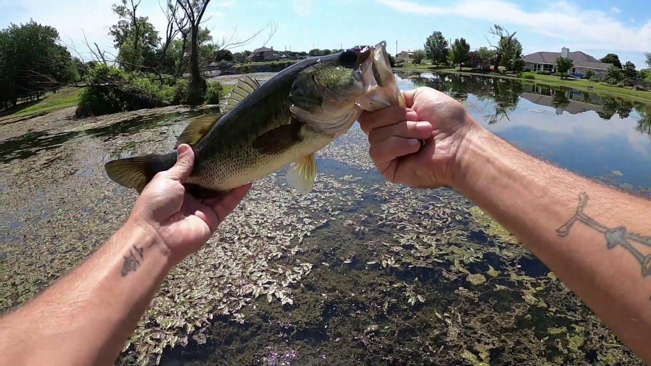 Frog Fishing Day! - YouTube