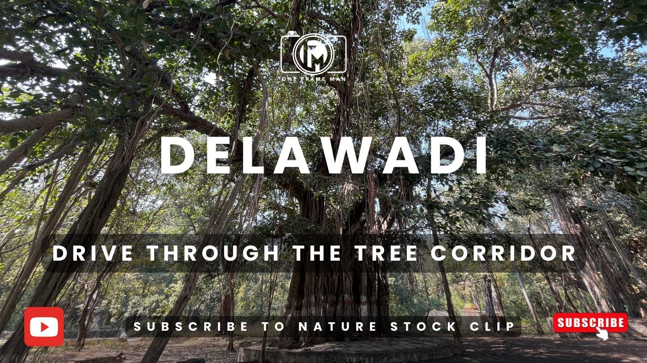 Drive to Delawadi || 4K || #stockvideos #drive #forestdrive # ...