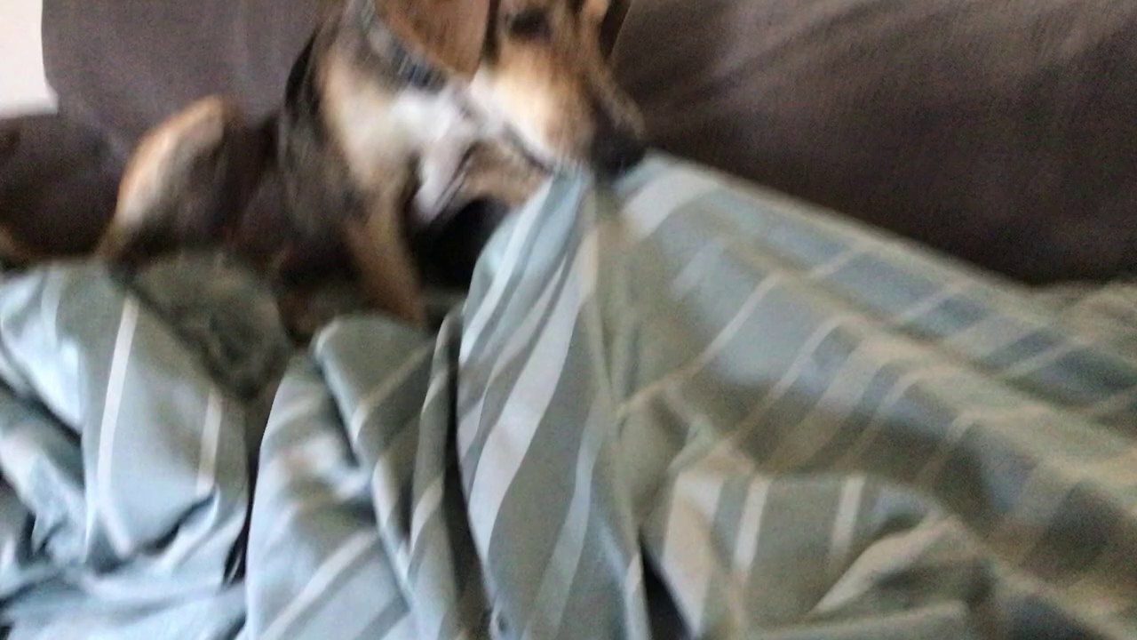 Dog Reveal YouTube dog-reveal-youtube