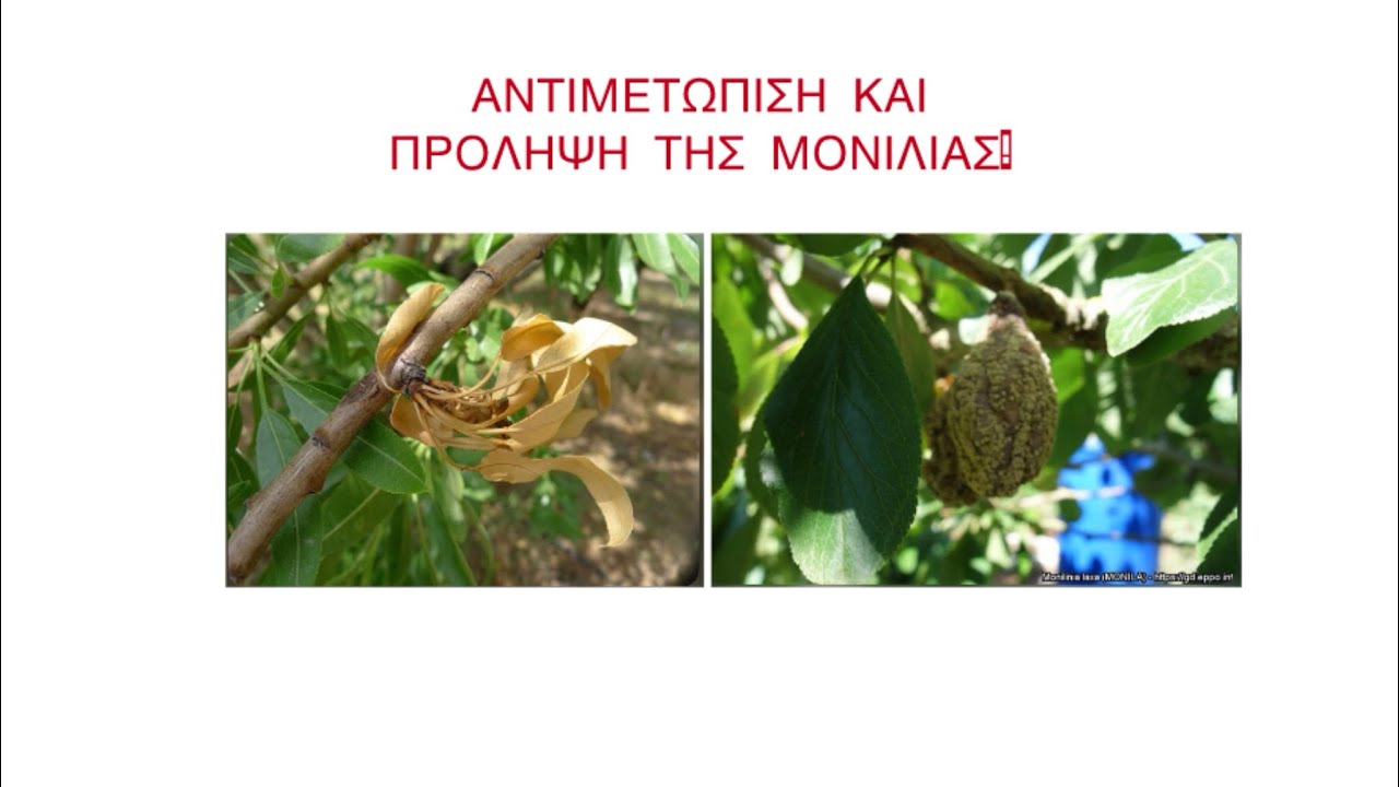 ΑΝΤΙΜΕΤΩΠΙΣΗ ΚΑΙ ΠΡΟΛΗΨΗ ΤΗΣ ΜΟΝΙΛΙΑΣ! - YouTube