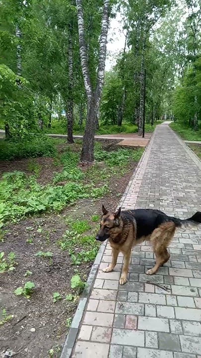 собака и ворон - YouTube