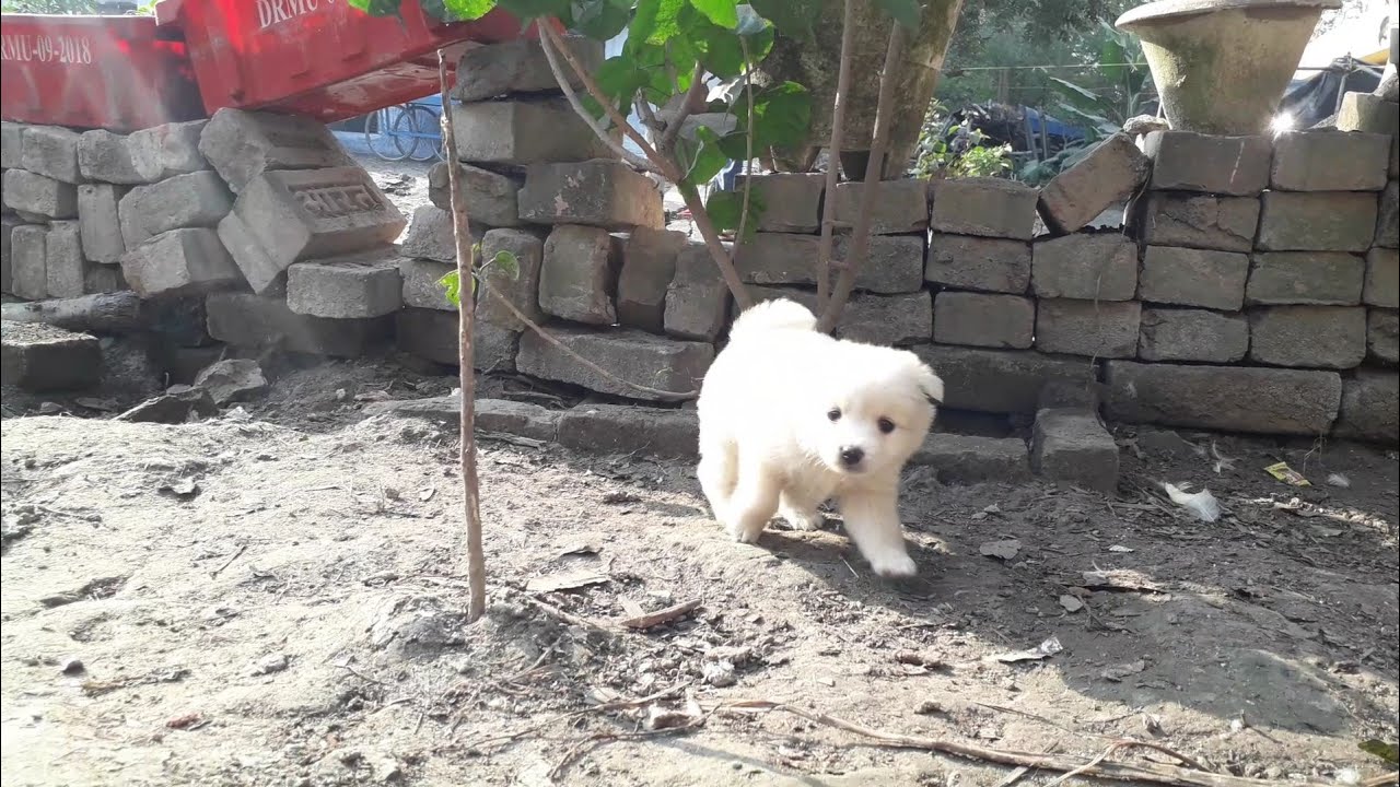 Superb quality indian spitz puppy available for sale - YouTube