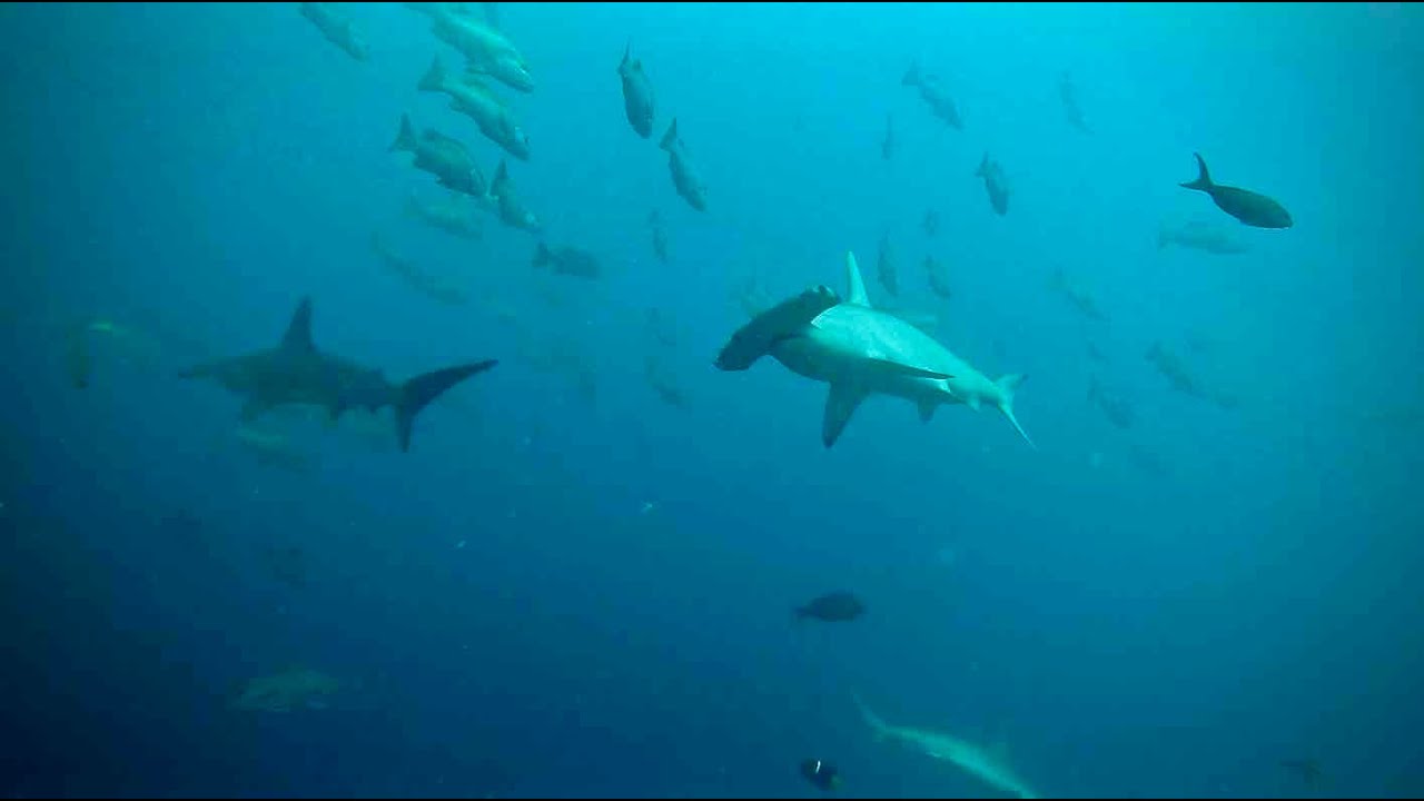 Amazing dive at Gordon's Rocks Galapagos Islands - YouTube