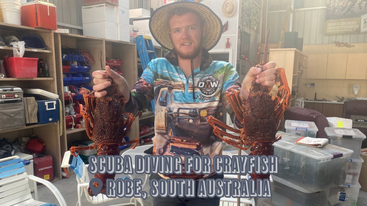 Scuba Diving for CRAYFISH | Robe, SA - YouTube