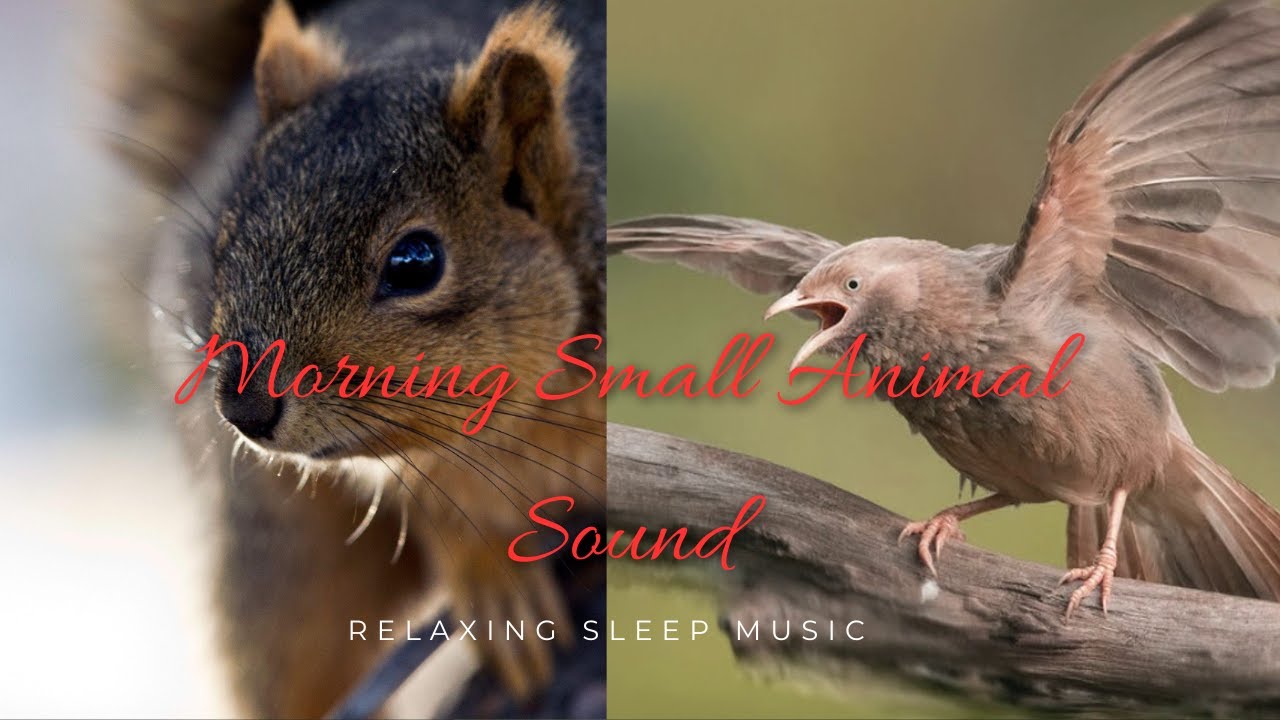 Morning Serenade: Squirrel Chatter & Demalichcha Bird Melody 🌞 | Nature ...