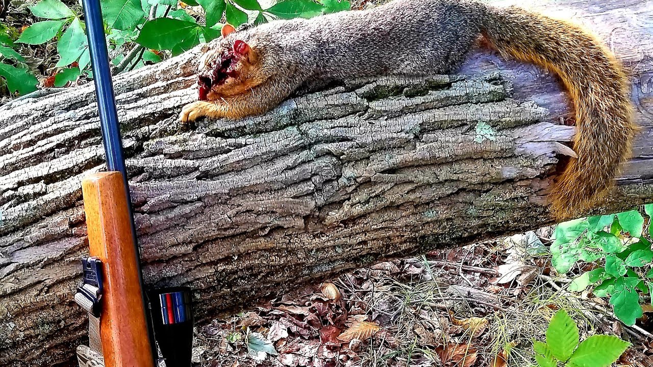 Got a Fox Squirrel. skinning squirrel. Beautiful squirrel - YouTube