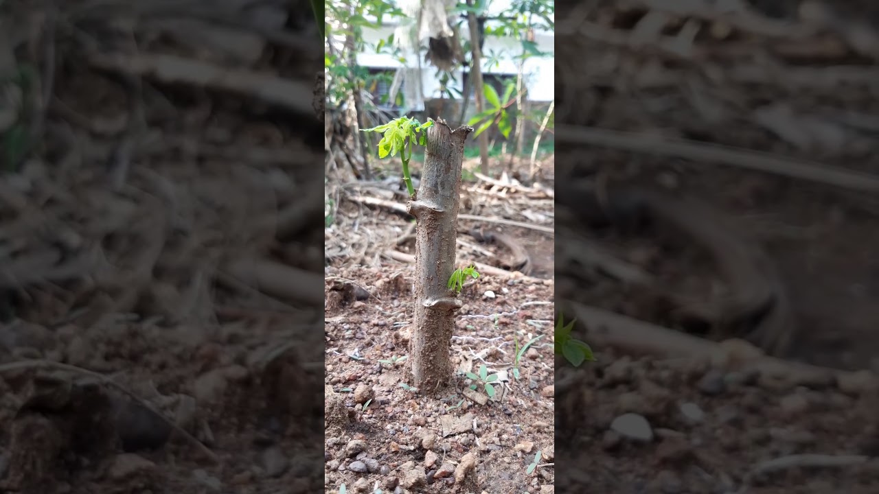 Tapioca Planting | കപ്പ - YouTube