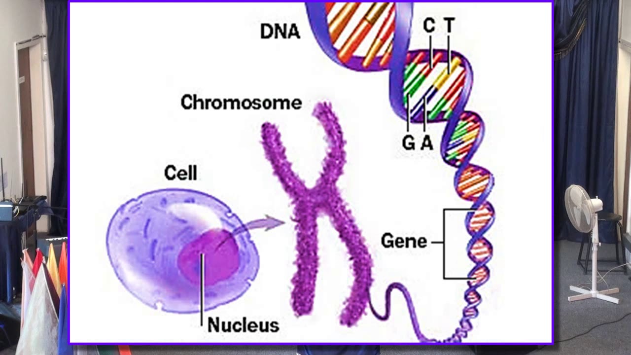Ongesteldhede a.g.v. genetiese oorerwing en die herstel - YouTube