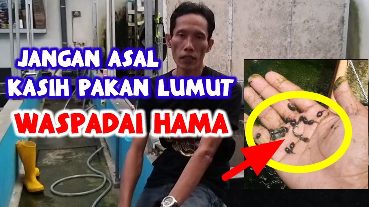 11_PAKAN ALAMI LUMUT HALUS ||Lobster Air Tawar|| - YouTube