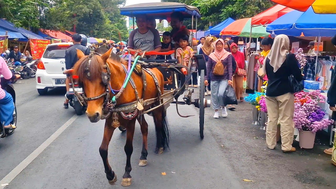 KUDA DELMAN TERPOPULER | Kuda - Naik Kuda Dokar Purwokerto | Kuda ...