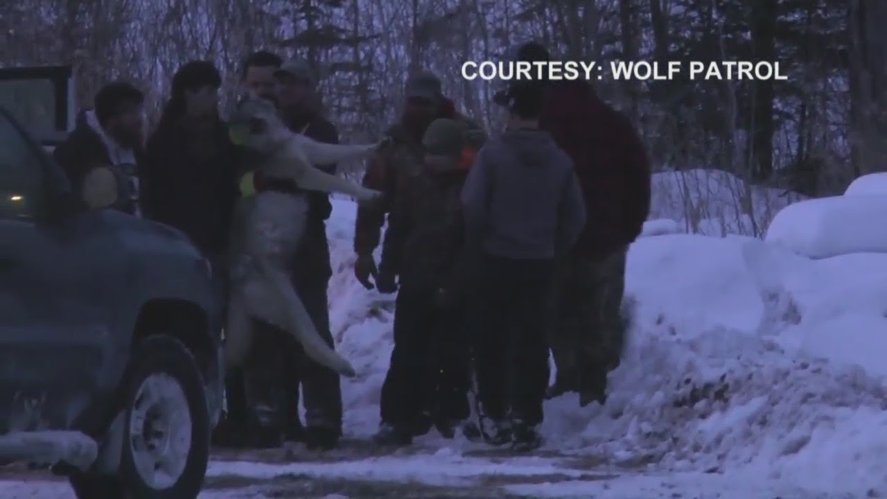 Wolf hunt underway in Wisconsin - YouTube