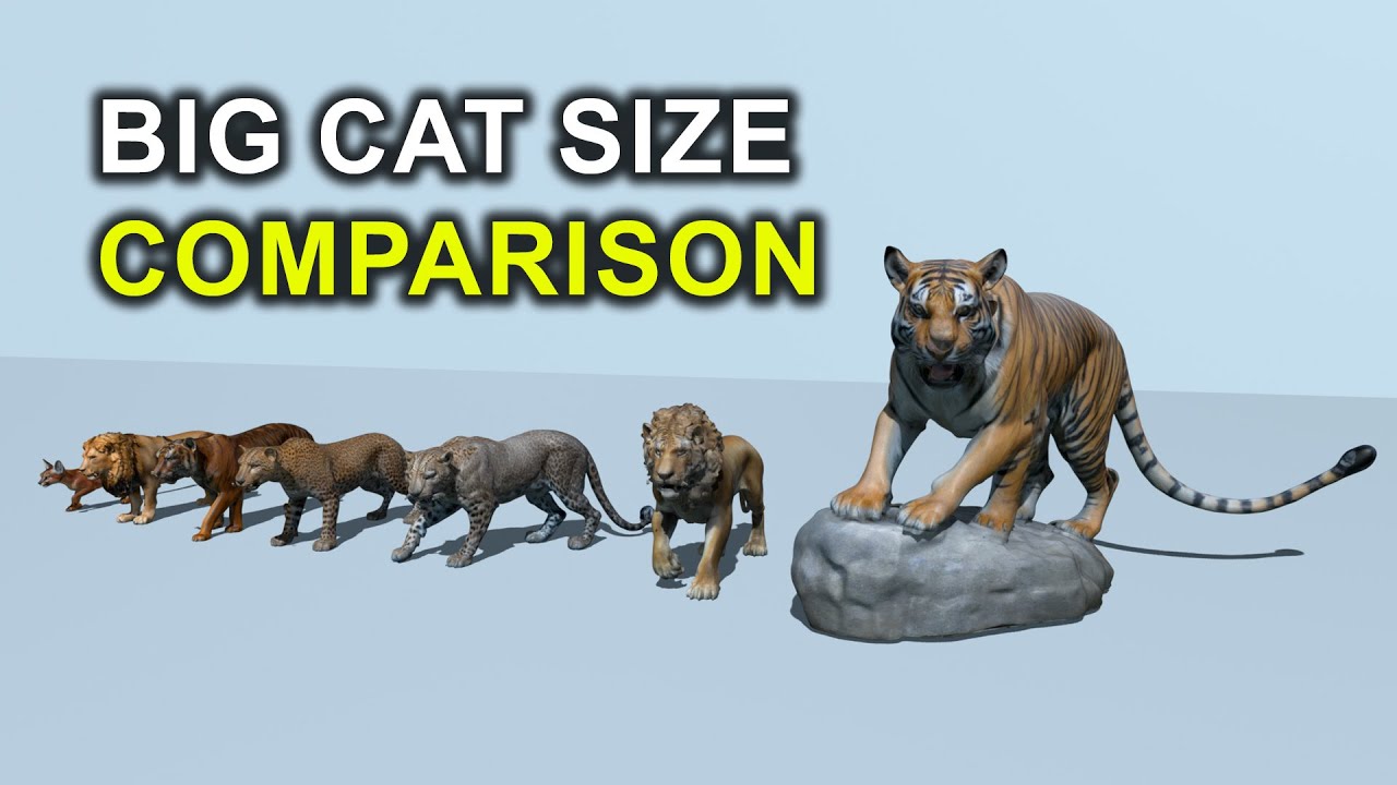 LARGEST WILD CAT in the World | BIG CAT SIZE Comparison | 3D Animation ...