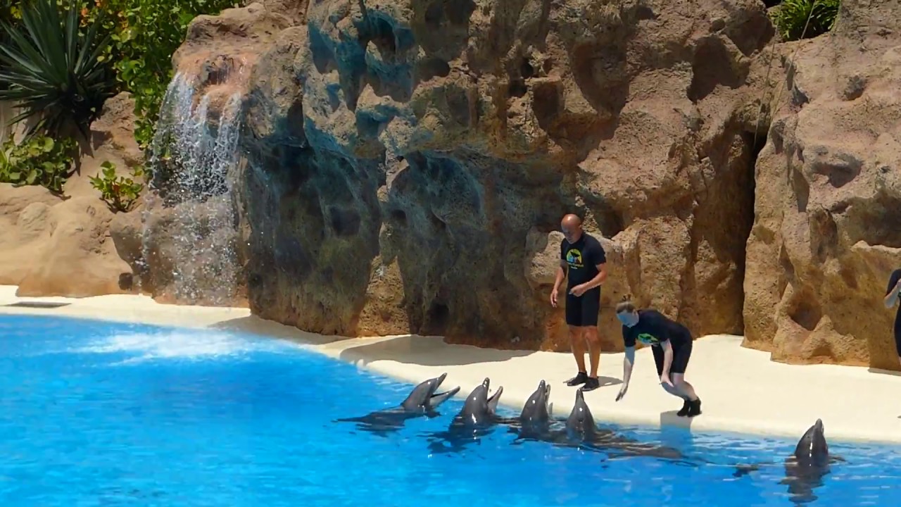 Loro Parque Dolphin Show (1080p HD) - YouTube