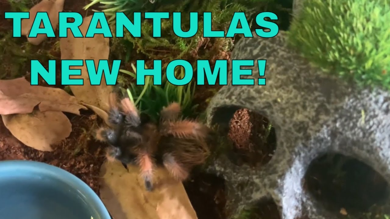 Mexican Painted Red Leg Tarantulas' New Juvenile Enclosure (by ...