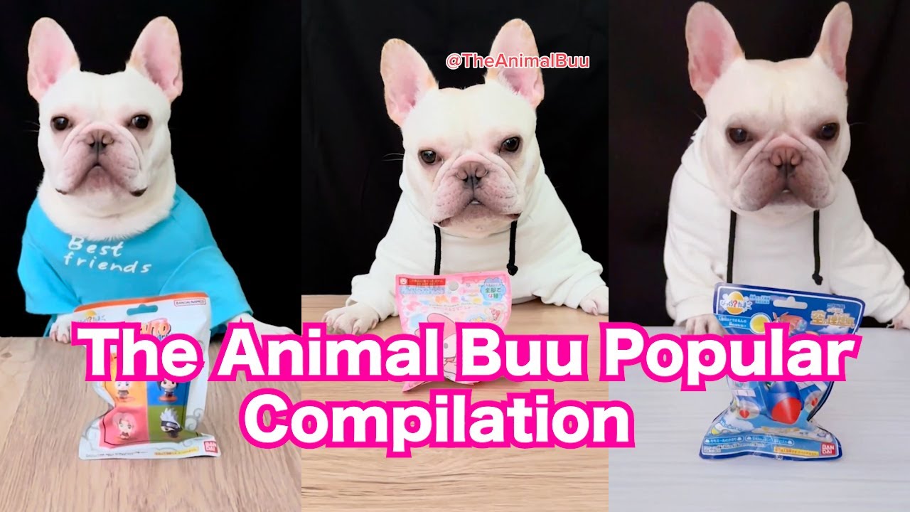 The Animal Buu Compilation | the most Fuuny collection23 #theanimalbuu ...