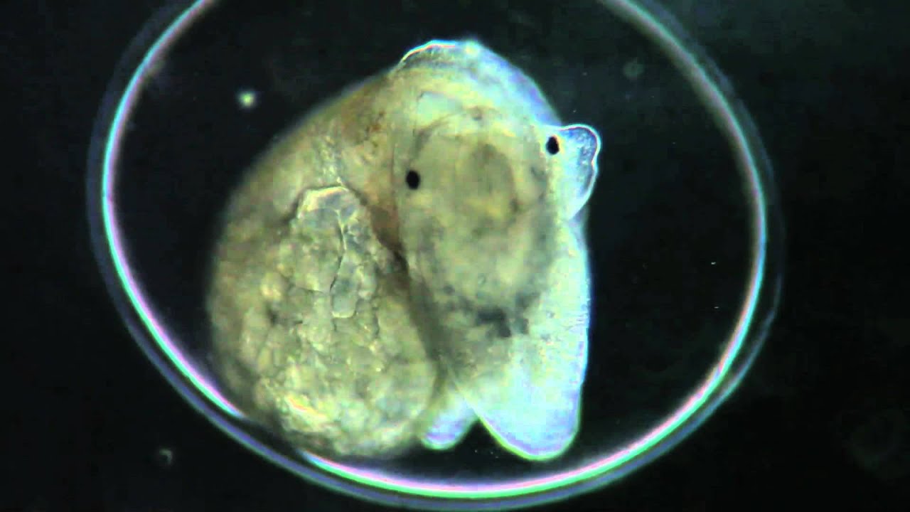 Limnea sp. la limnée, développement - YouTube