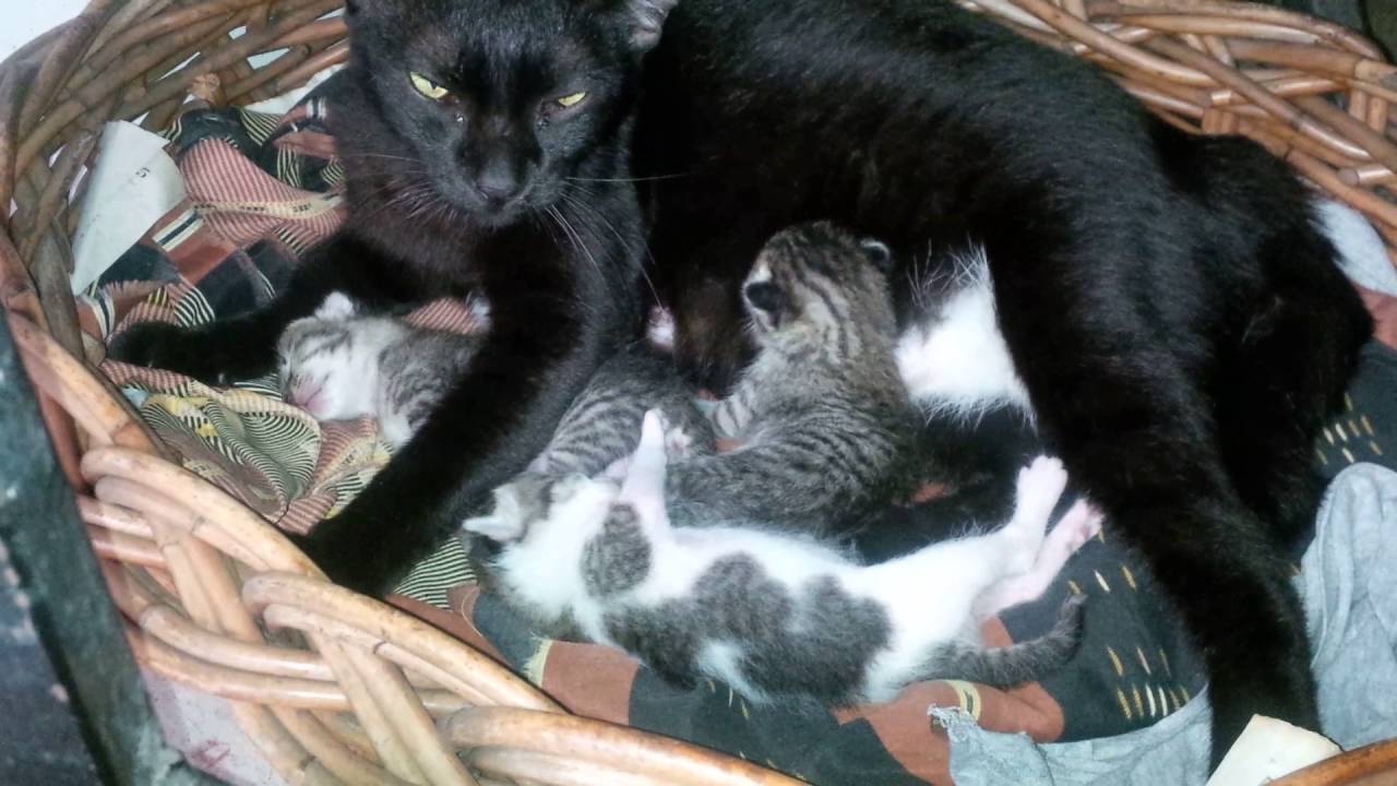 Puspus with kitten (cimot, cimit , & cumut) 5 days old 21/10/2016 16:56 ...