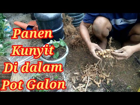 5 UMBI KUNYIT KECIL, SETELAH 2 TAHUN INI HASILNYA