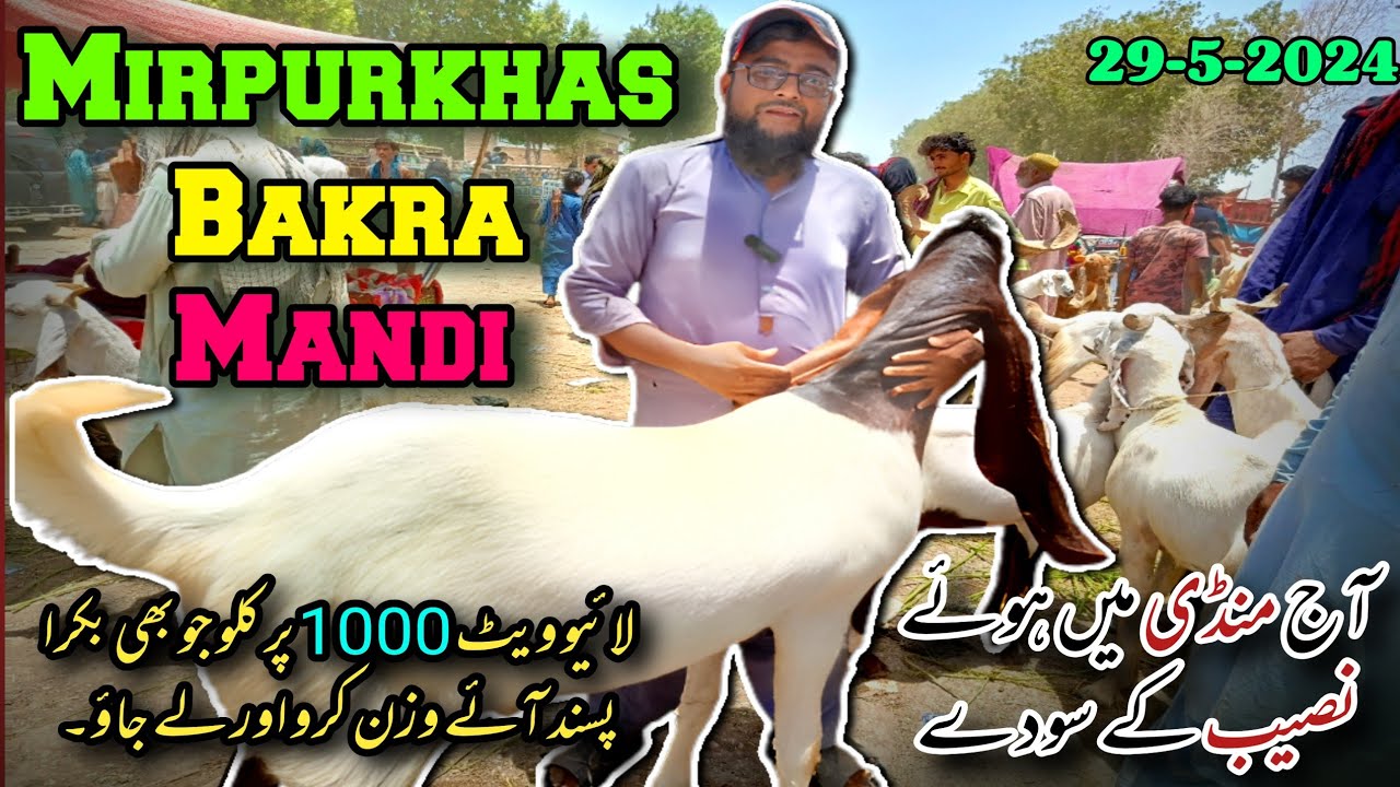 Mirpurkhas Bakra Mandi Rates Update | 29-May-2024 || Bakra Mandi 2024 ...