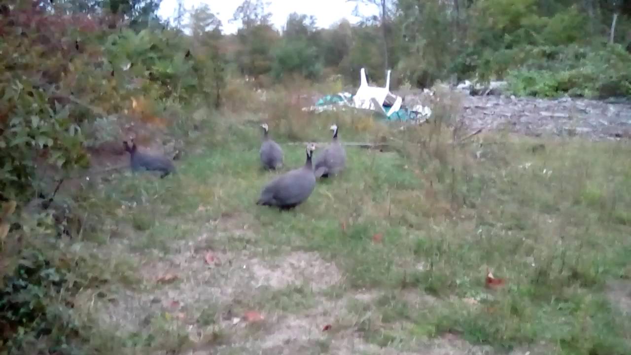 Agitated Guinea Hen Sounds - YouTube