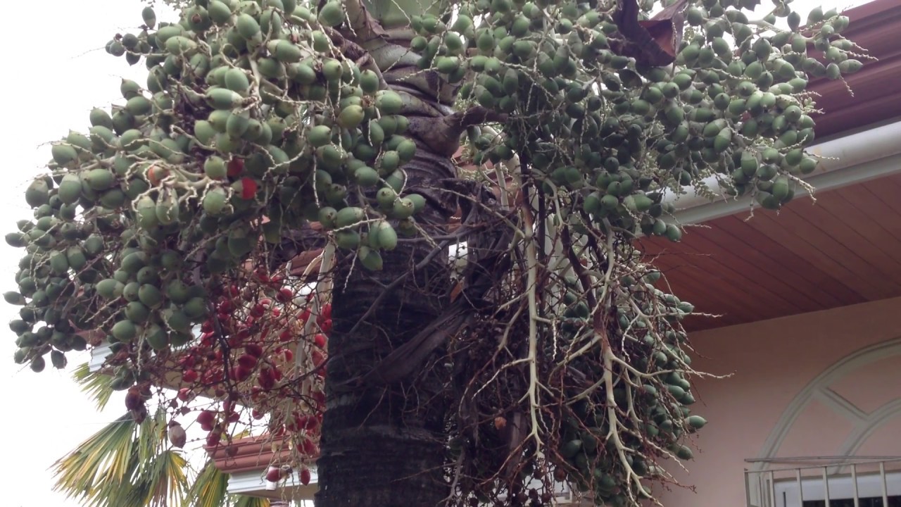 Filipino Lizard | Consolacion, Cebu, Philippines - YouTube