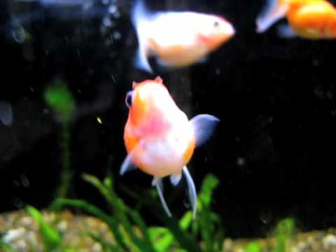 ONE EYED FISH!!! | iJustine - YouTube