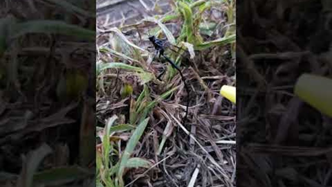 Man Discovers Terrifying Unknown Insect || ViralHog - YouTube