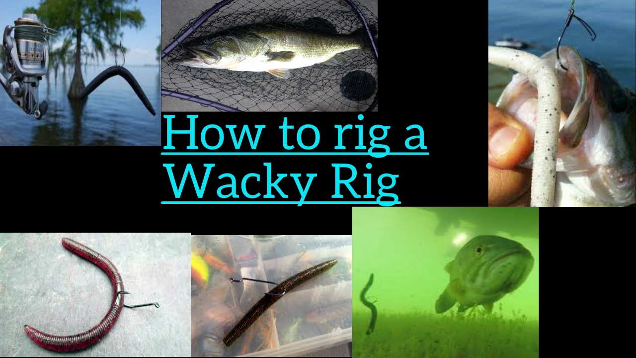 How to catch more largemouth bass, The Wacky Rig - YouTube