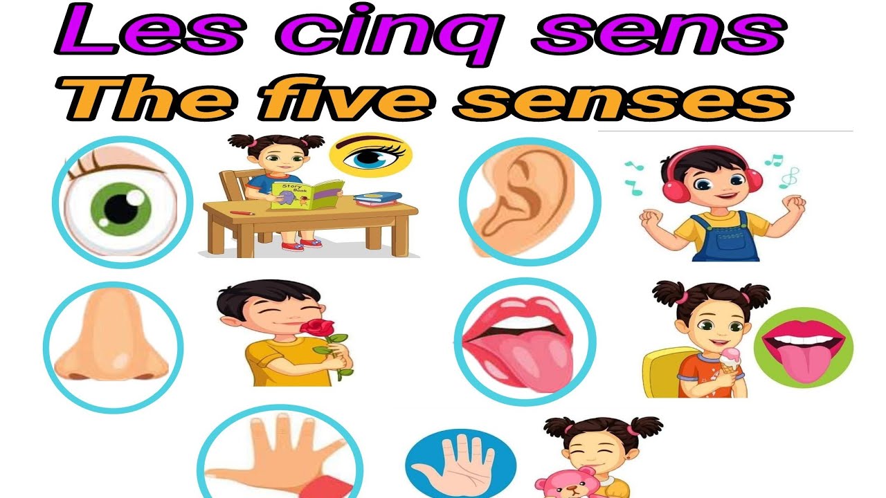 Les cinq sens - the five senses - الحواس الخمس - YouTube