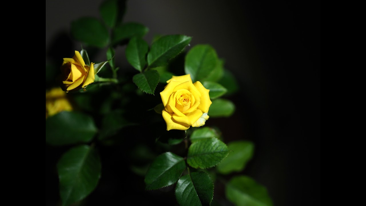 Time lapse of yellow rose blooming! - YouTube