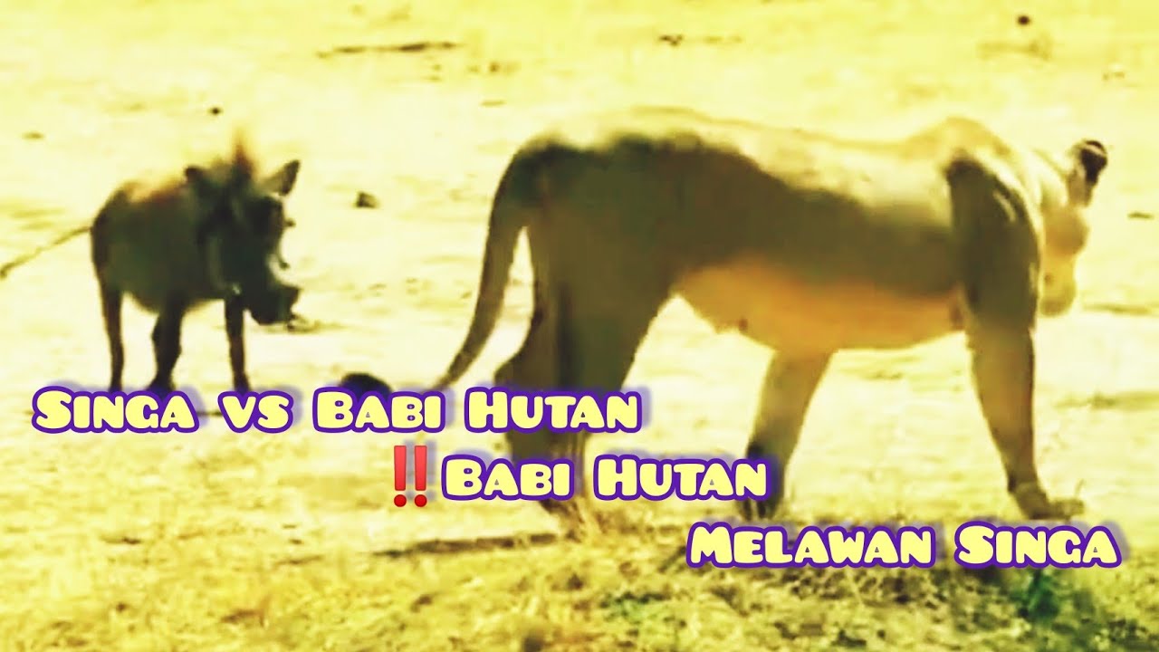 Singa vs Babi Hutan‼️Babi Vs Singa - YouTube