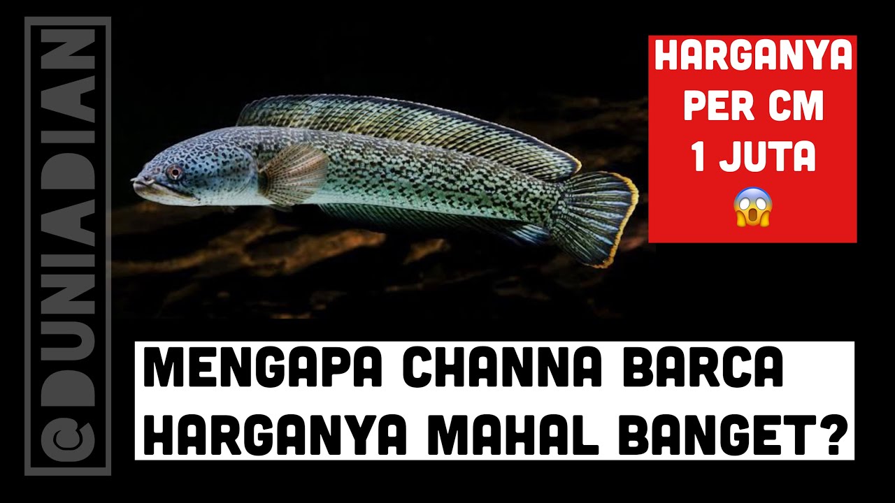 Ini Penyebab Channa Barca Harganya Mahal Banget - YouTube