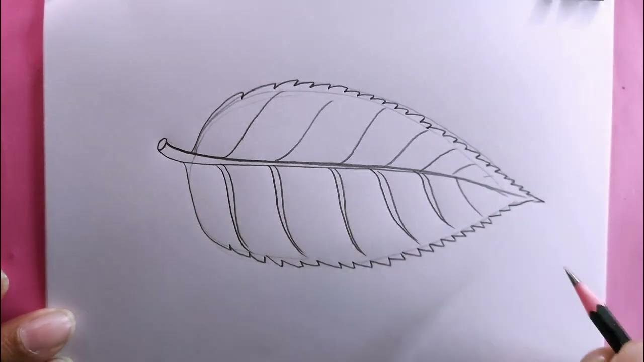 how to draw a leaf easy/leaf drawing easy - YouTube