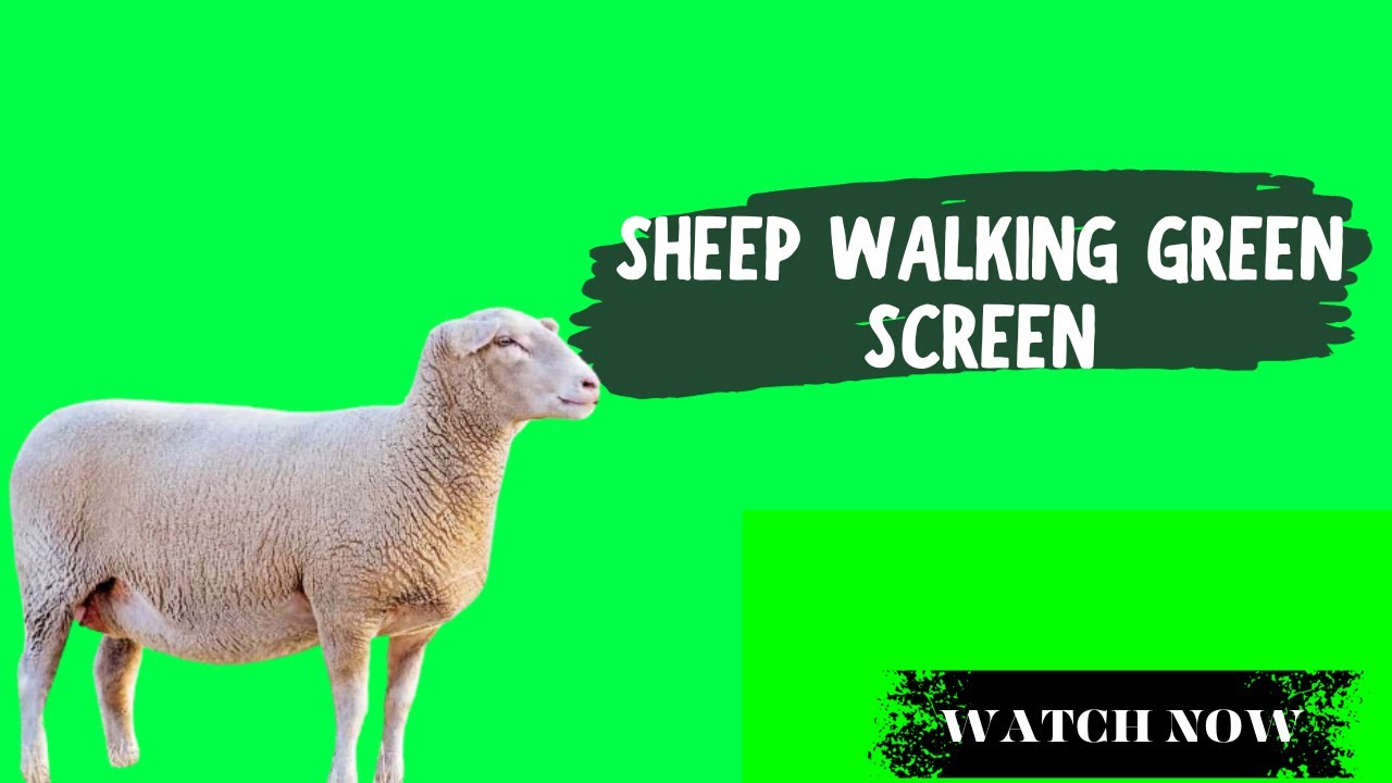 Sheep Walking Green Screen Beautiful 3D Effect (Instant Result)! - YouTube