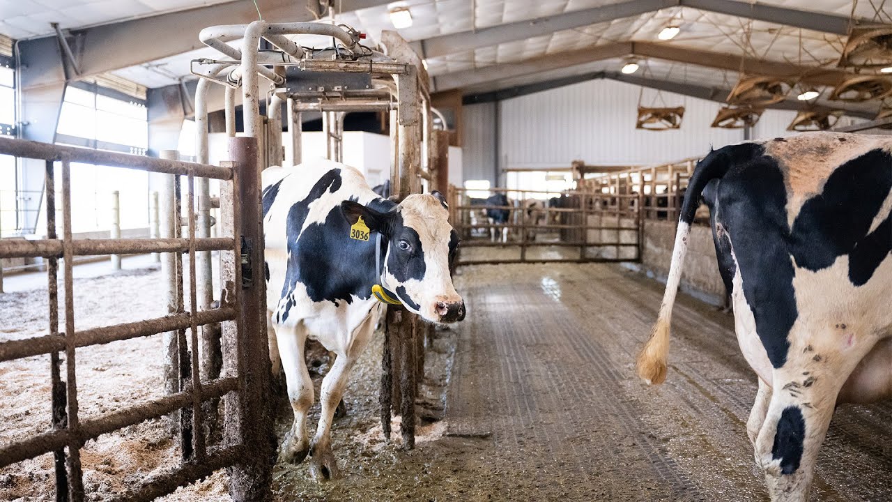 Introducing Nedap SmartSort - YouTube