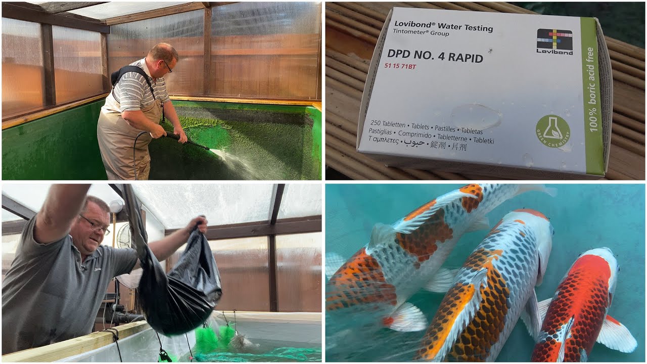 My Koi Breeding Project - Part 28 - Start of 2020 Spawning Season - YouTube