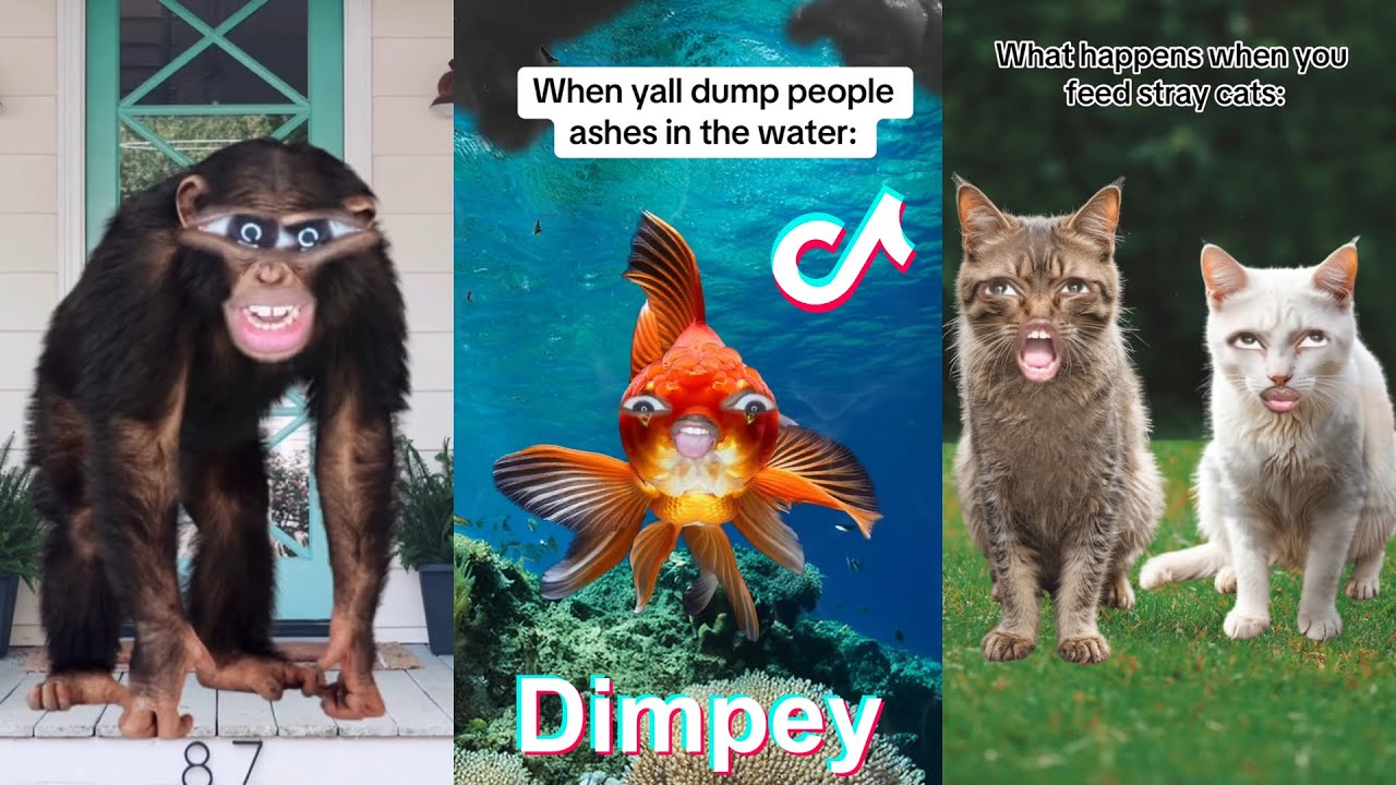 * 2 HOUR * Funny DIMPEY Shorts Compilation 2025 | Best ItsDimpey ...