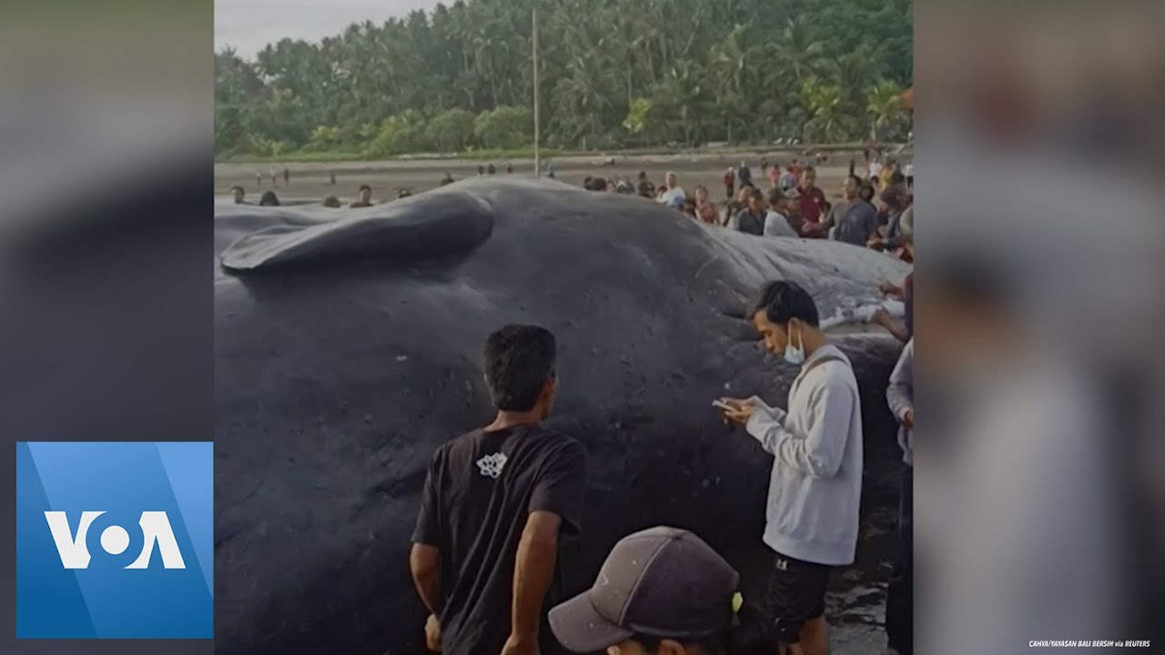Stranded Male Whale Dies on Bali Beach | VOANews - YouTube