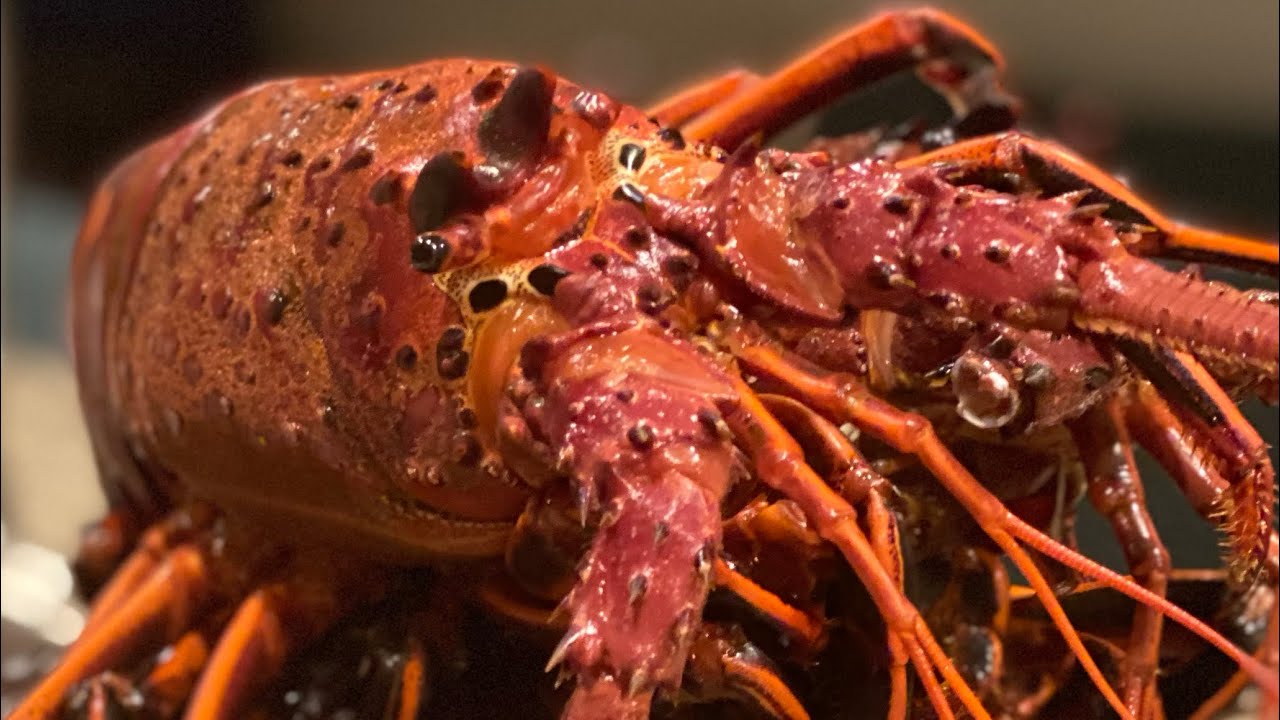 Spiny Lobster Hooping Conditions | No Bait Turns To Good Lobster Catch ...