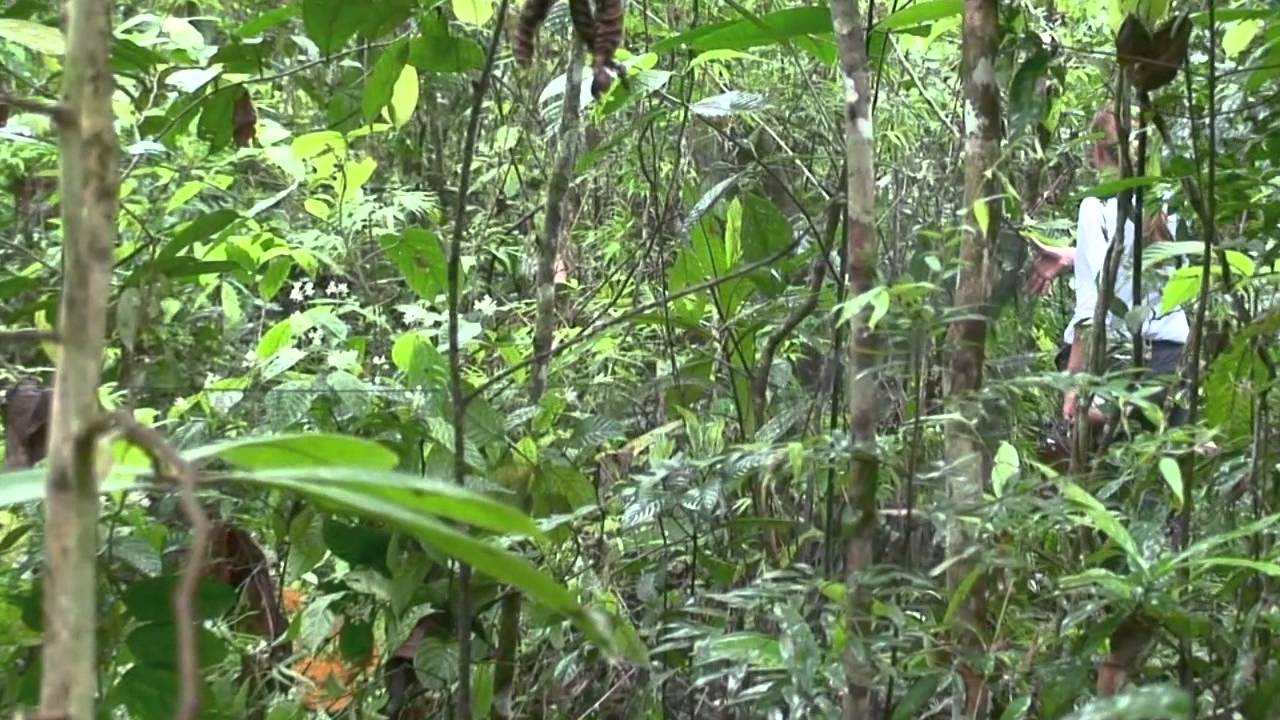Capturing birds with Mist nets - YouTube