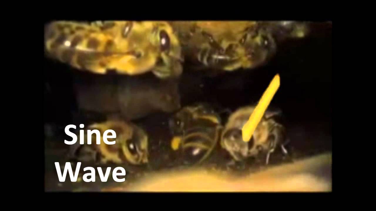 How To Talk To Bees - YouTube