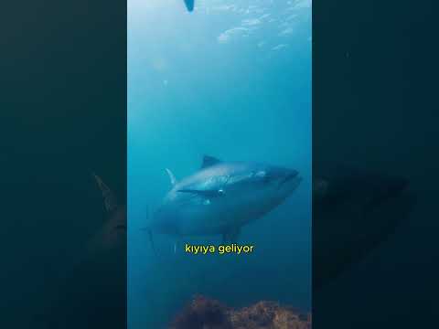 Zıpkınla Balık Avında 5 önemli bilgi