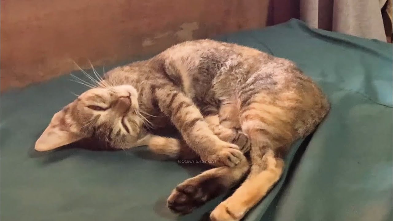 Relaxing Cat...Adorable Cat Kitty Sleeping 😍😍 - YouTube