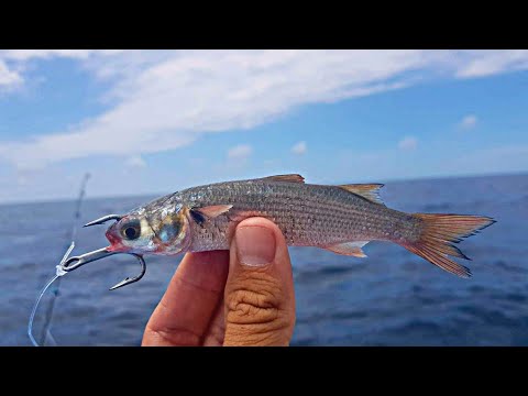 Pesca Con LISA VIVA||GRANDES CAPTURAS con CARNADA VIVA - YouTube