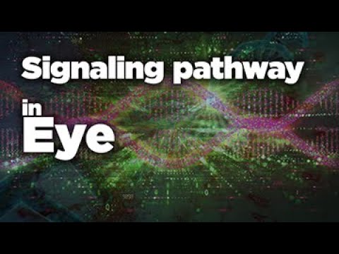 visual Signal | Signaling pathway in Eye | Molecular mechanism - YouTube