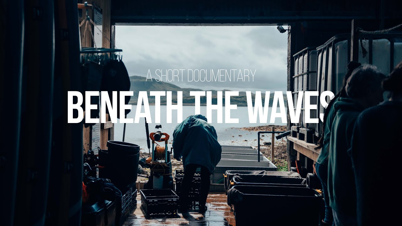Beneath the waves - Restoring our ocean (A short documentary by Go ...